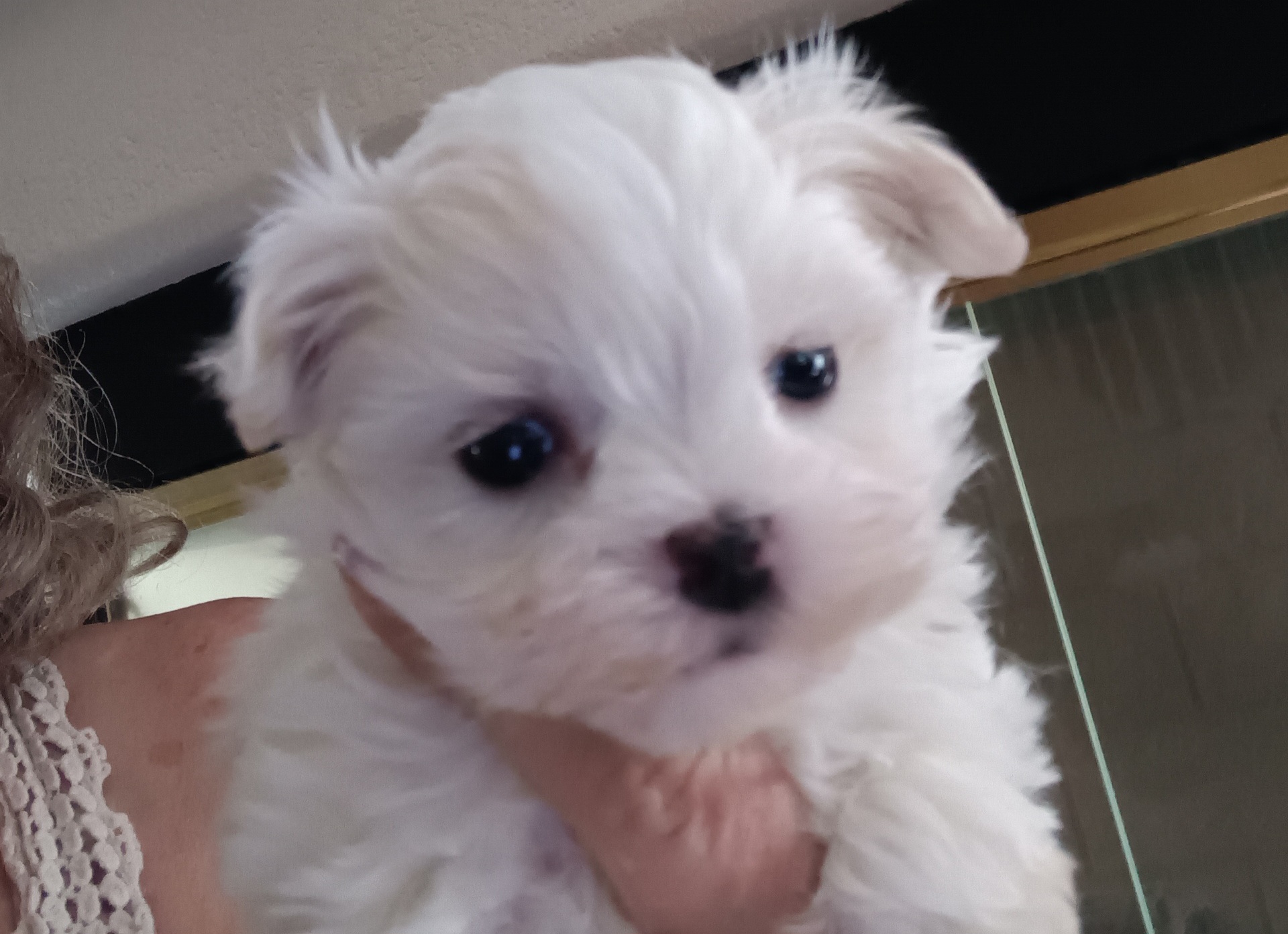 Lavone's Maltese Show Dogs of Las Vegas